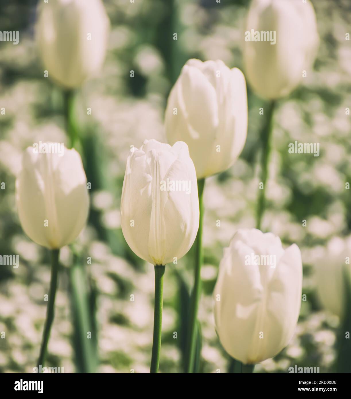 White tulip flowers Stock Photo - Alamy