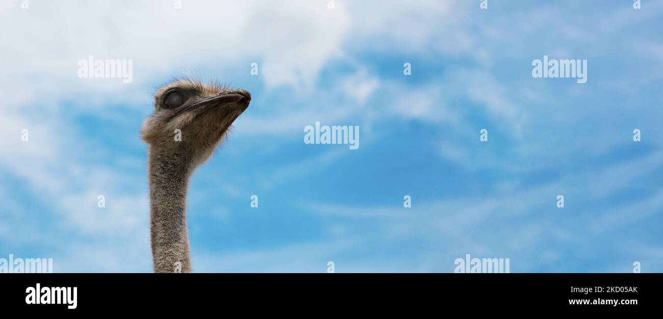 Portrait of straus emu over sky background, panoramic layout Stock ...