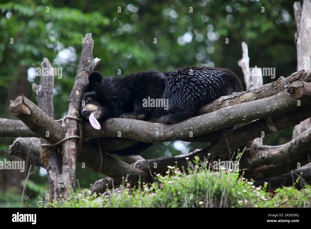Asiatic black bear pakistan hi-res stock photography and images - Alamy