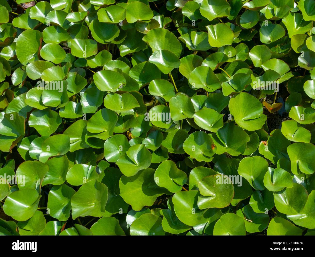Water lily leaves garden pond full frame background texture Stock Photo ...