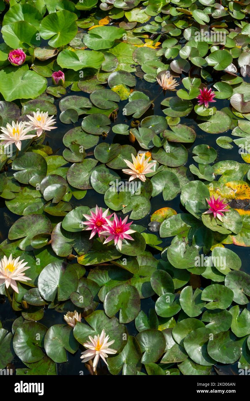 Water lilies pond full frame background Stock Photo - Alamy