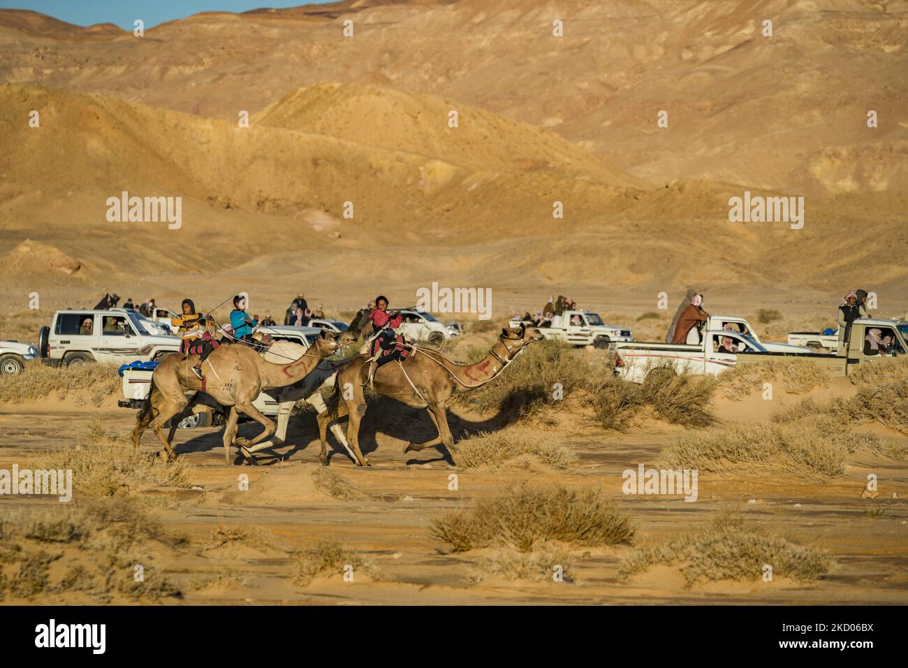 Camels racing in the desert of the South of Sinai during the annual ...