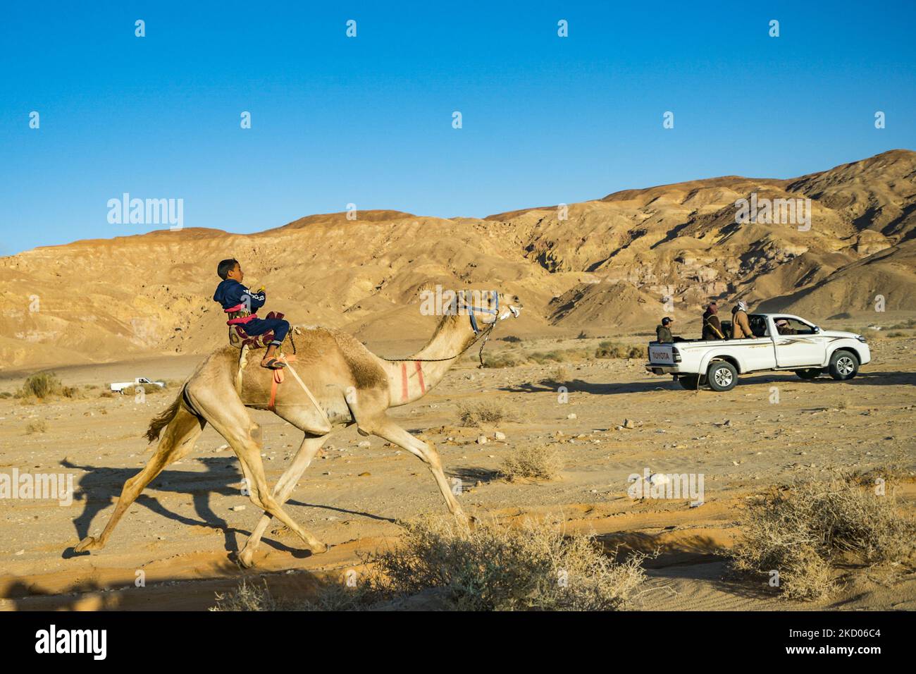 A camel rider, a kid because his low weight, racing in the desert of ...