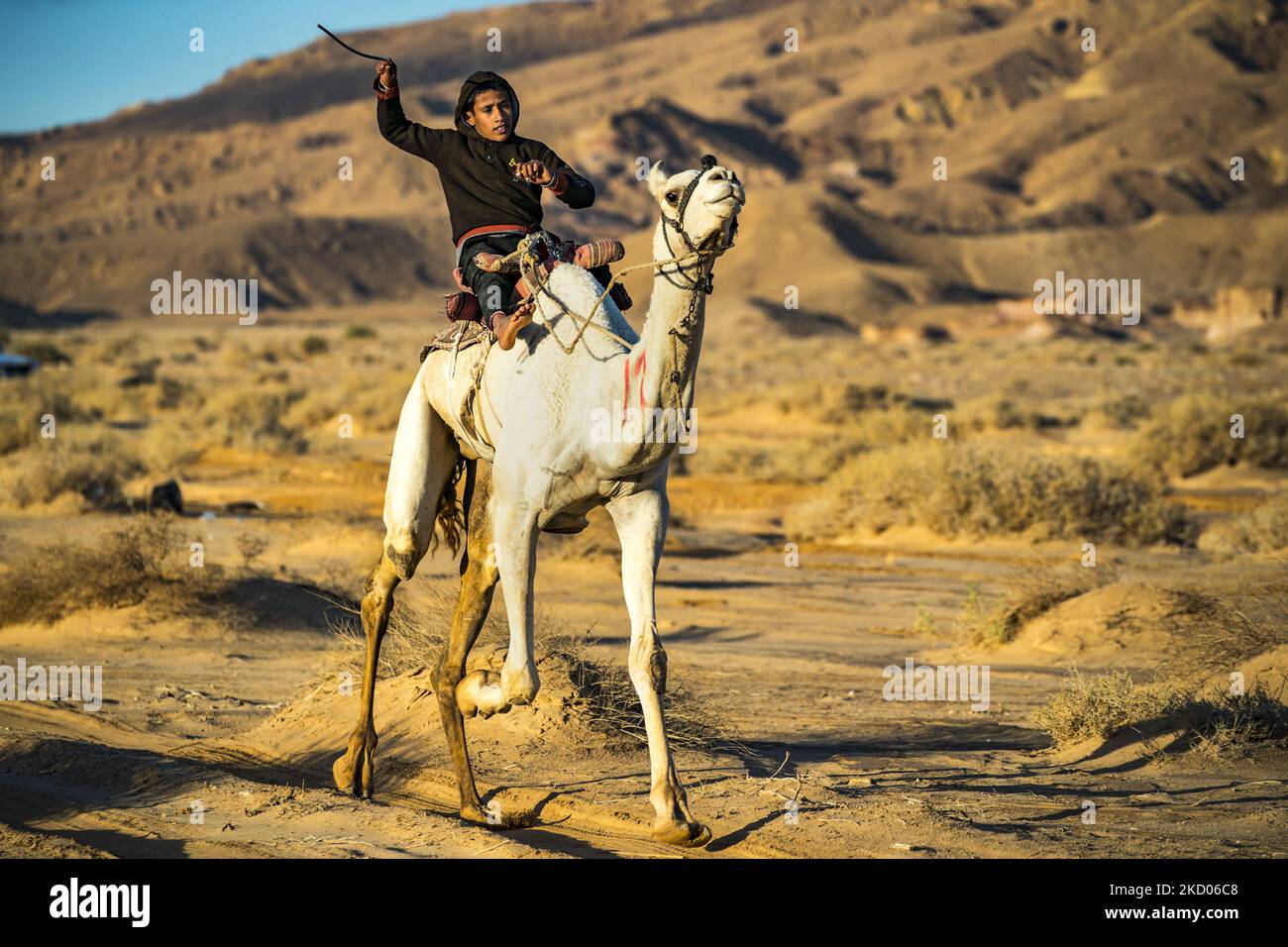 A camel rider pushes his camel with a stick in the annual race of Wadi ...