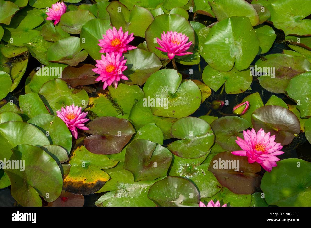 Water lilies ornamental aquatic plant hi-res stock photography and images - Alamy