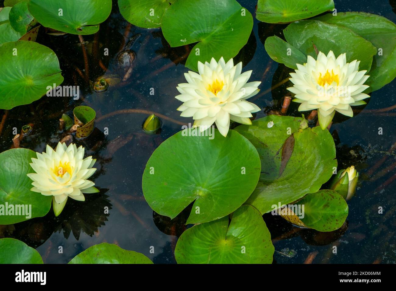 Water lilies pond full frame background Stock Photo - Alamy