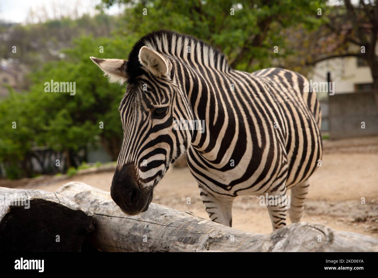 sad zebra in the zoo Stock Photo - Alamy