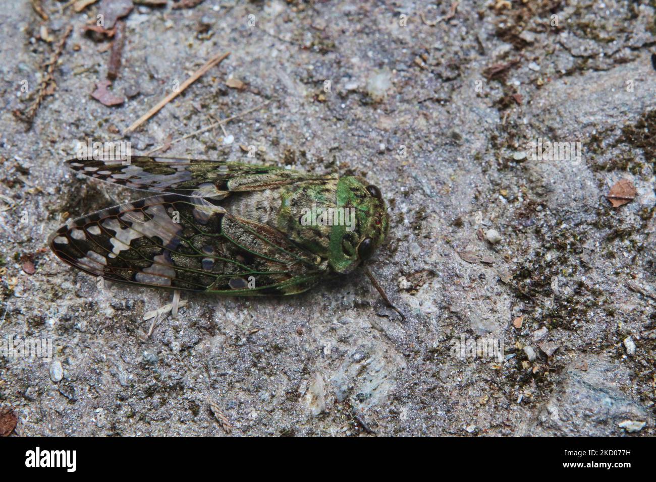 Cicada deep in the jungle in Dzongu, North Sikkim, India. (Photo by ...