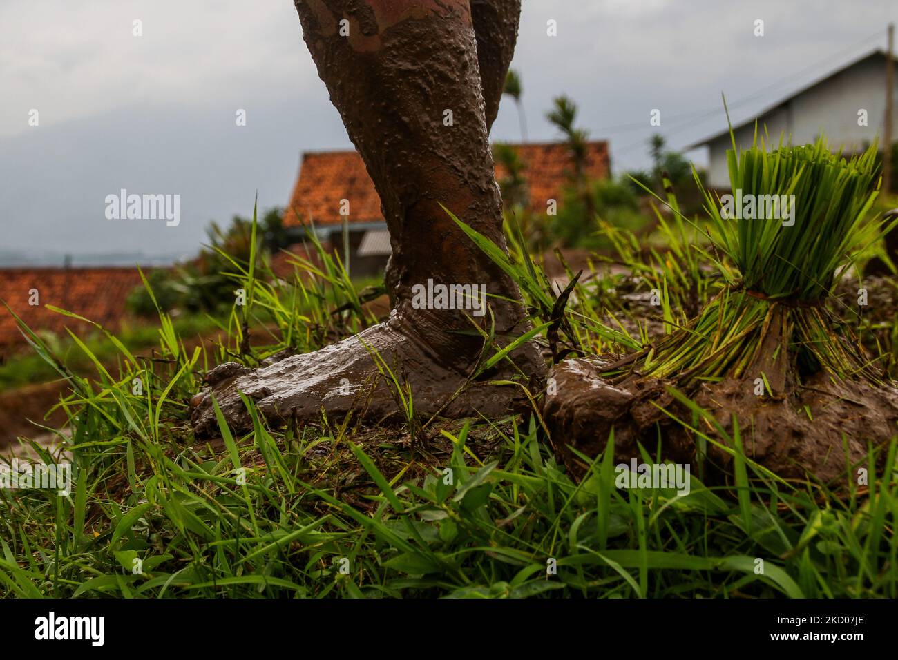 A farmers feet are seen full of mud at paddy field on January 12, 2022 ...