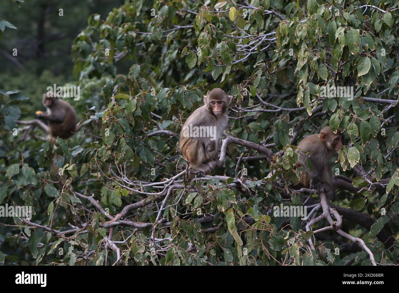 Monkeys sit on the branches of a Tree in Rajouri Jammu and Kashmir ...