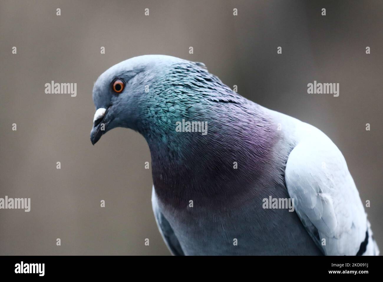 A pigeon is seen in Krakow, Poland on January 12, 2022. (Photo by Jakub ...