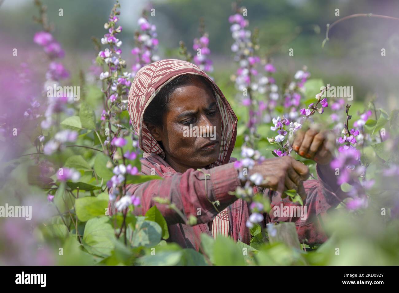 The farmers have cultivated beans in a vast area ahead of the season ...
