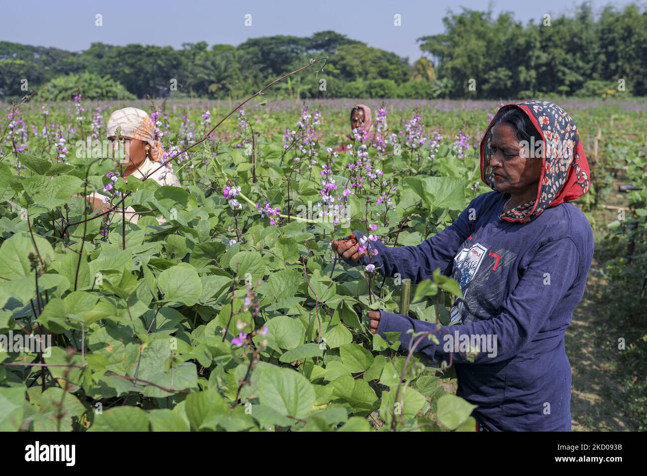 The farmers have cultivated beans in a vast area ahead of the season due to high prices of the ...