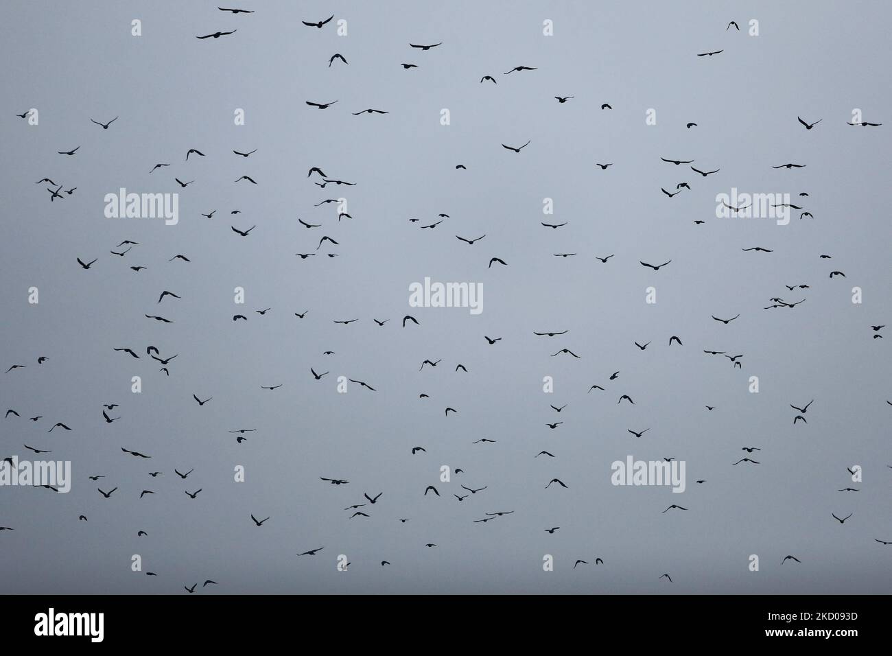 Birds fly above the city in Krakow, Poland on January 12, 2022. (Photo ...