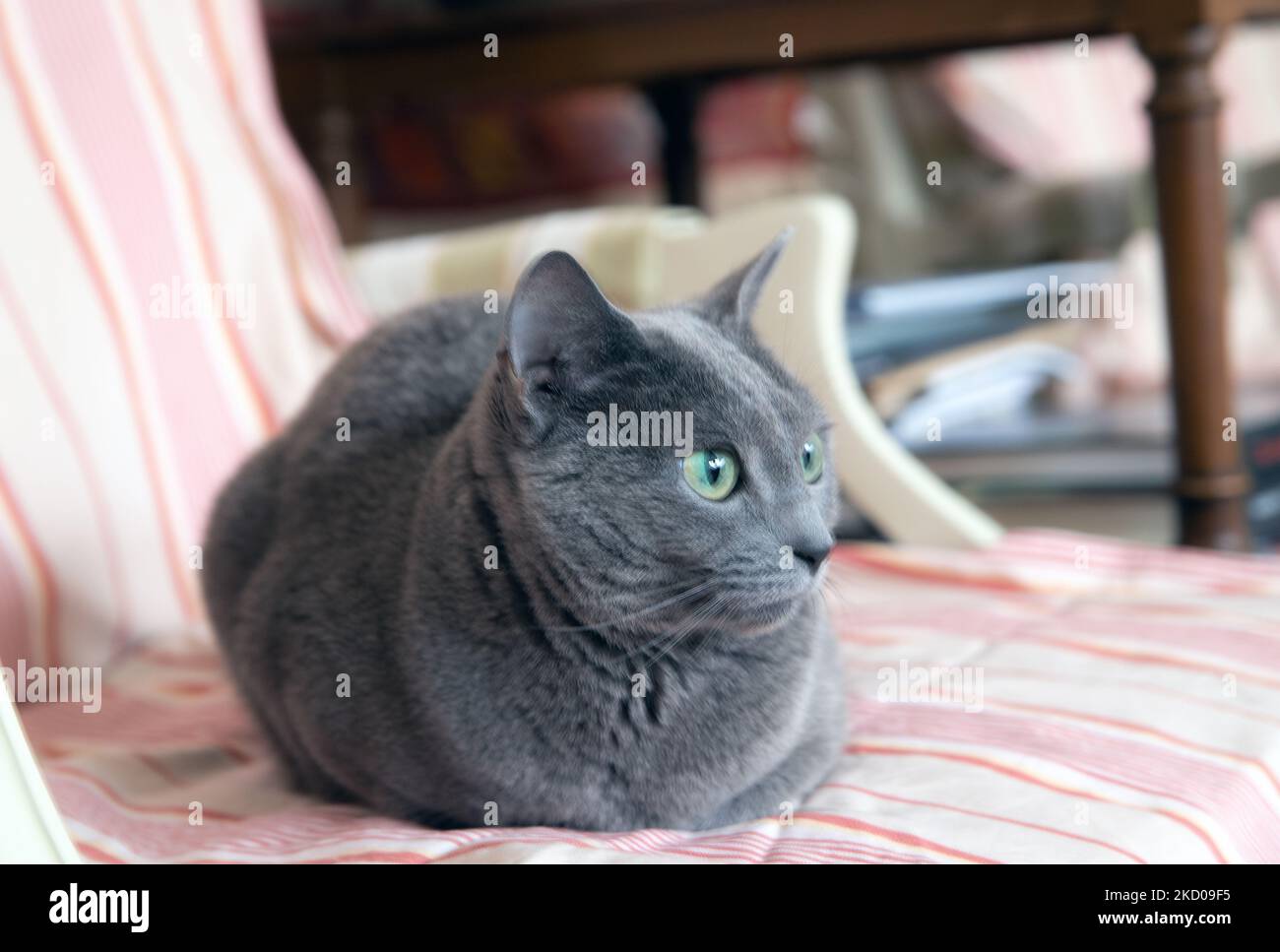 Russian Blue cat on a chair Stock Photo - Alamy