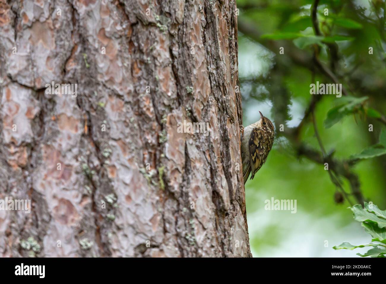 Eurasian treecreeper Certhia familiaris, juvenile climbing Scots pine ...
