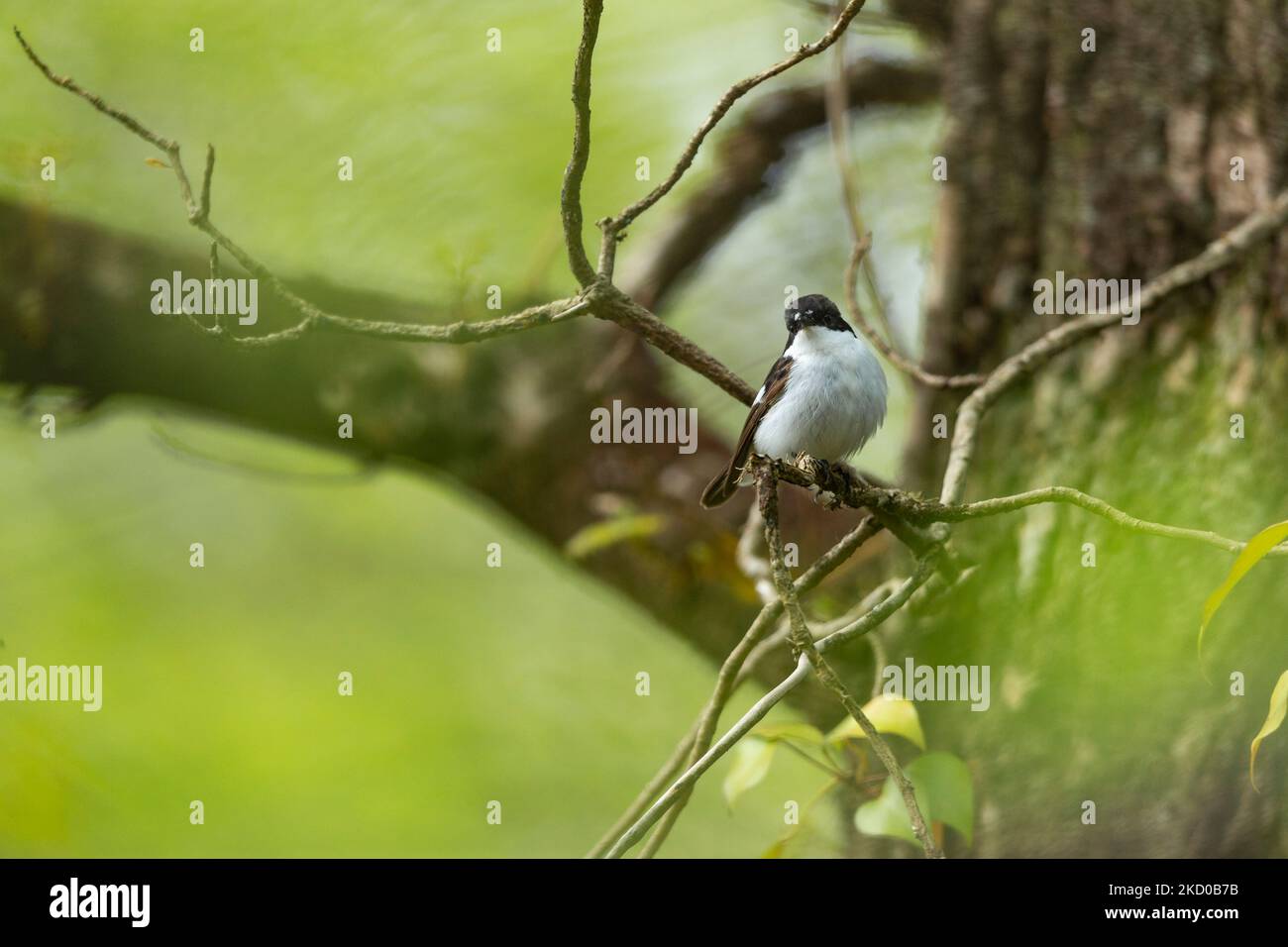 European pied flycatcher Ficedula hypoleuca, male perched in woodland ...