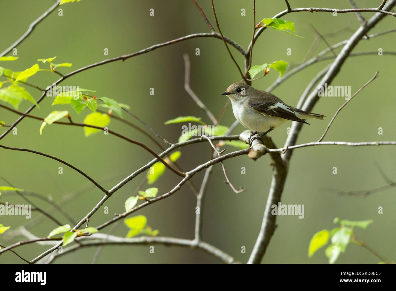 European pied flycatcher Ficedula hypoleuca, female perched in woodland ...
