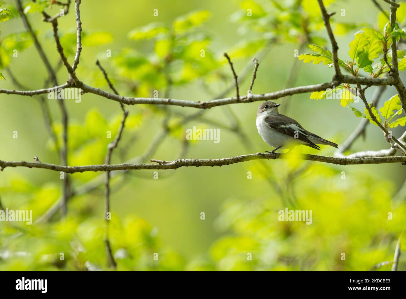 European pied flycatcher Ficedula hypoleuca, female perched in woodland ...