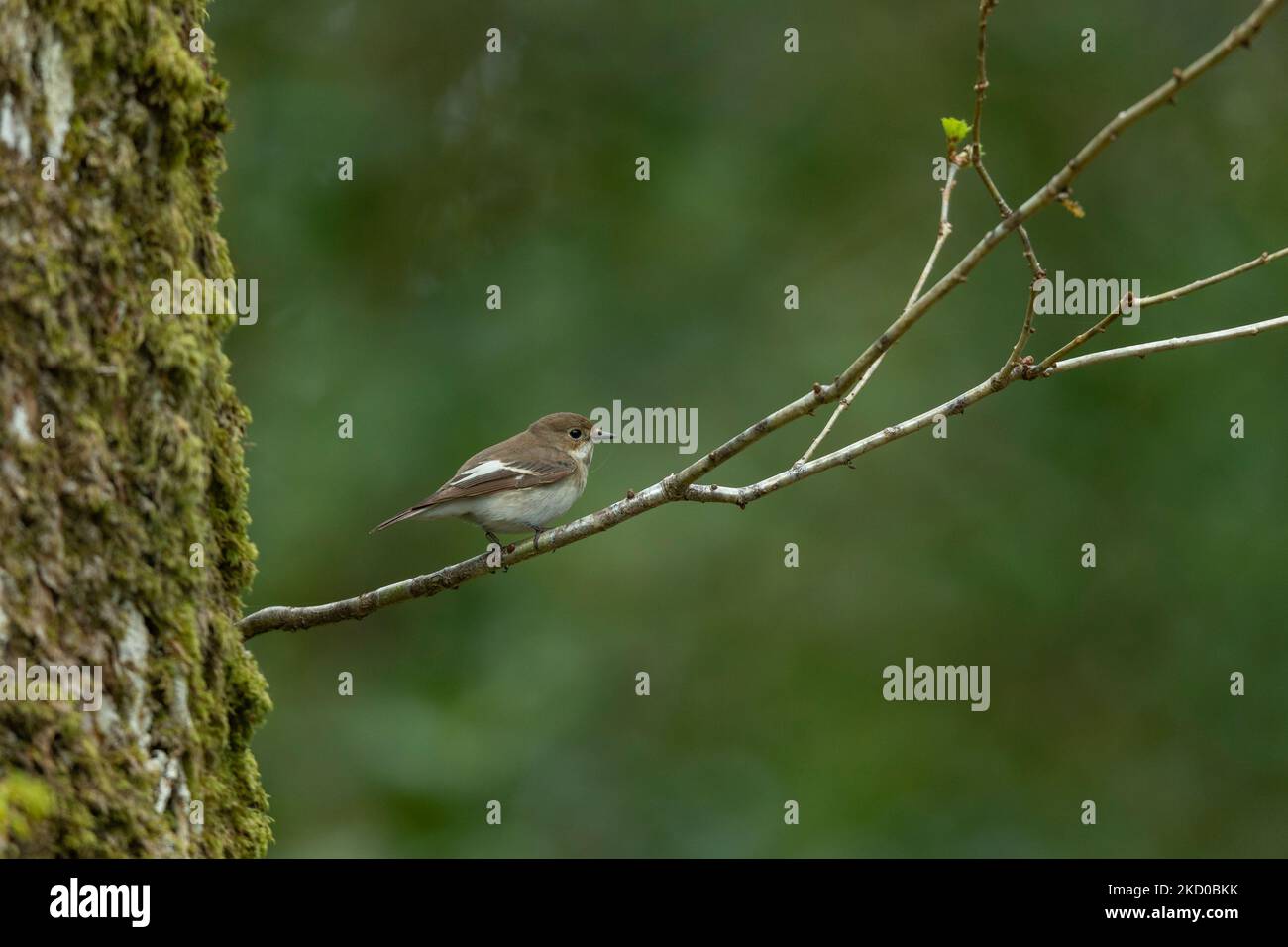 European pied flycatcher Ficedula hypoleuca, female perched in woodland ...