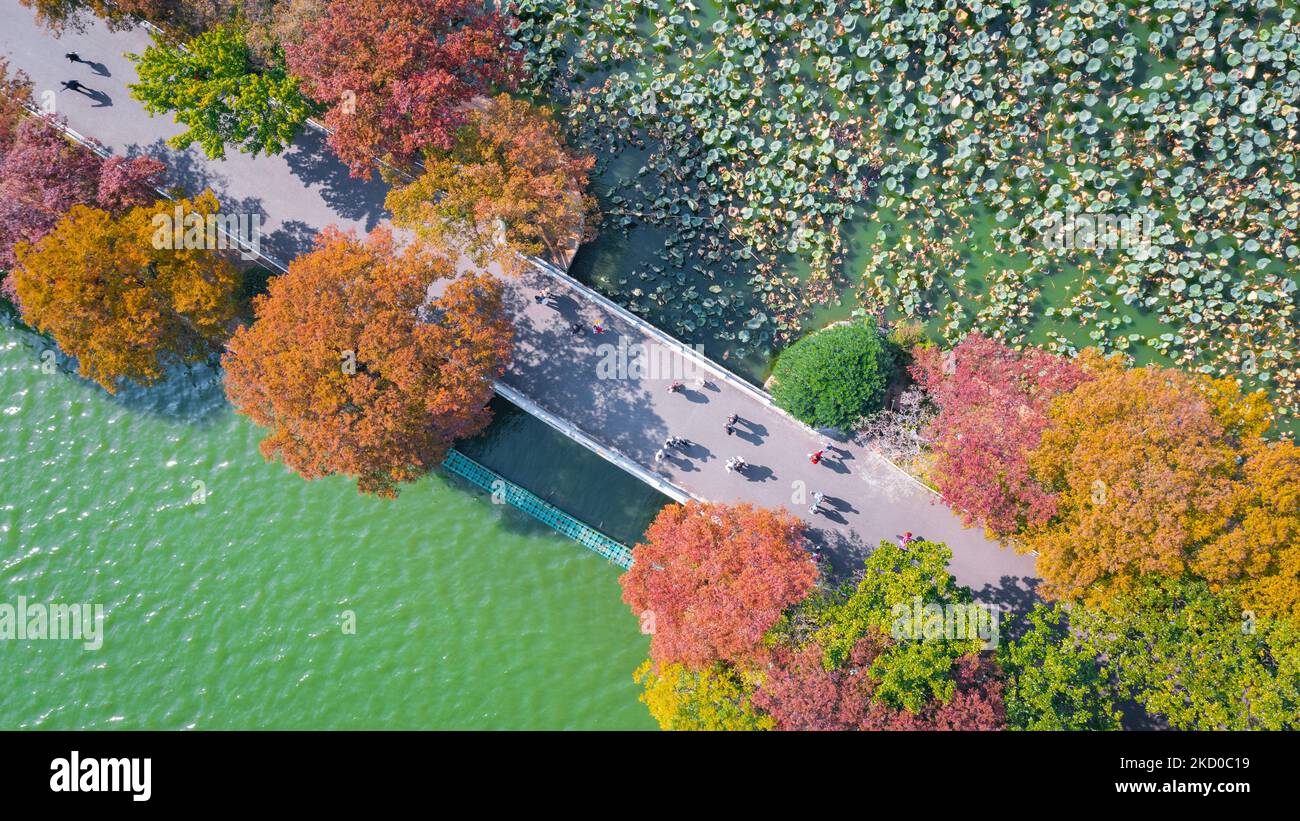 Aerial photo shows colorful vegetation on the lake embankment of Xuanwu ...