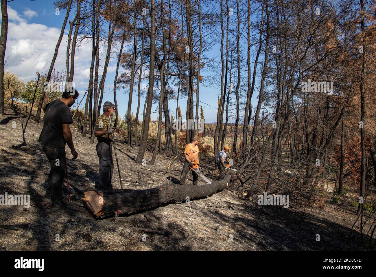 The aftermath of the wildfires in Evia Island, one of the largest ...