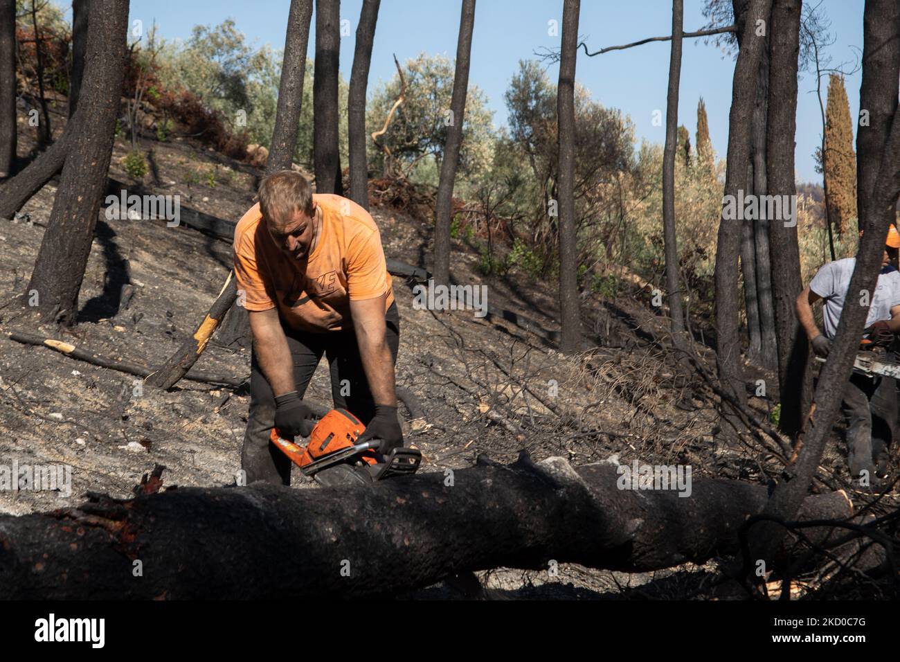 The aftermath of the wildfires in Evia Island, one of the largest ...