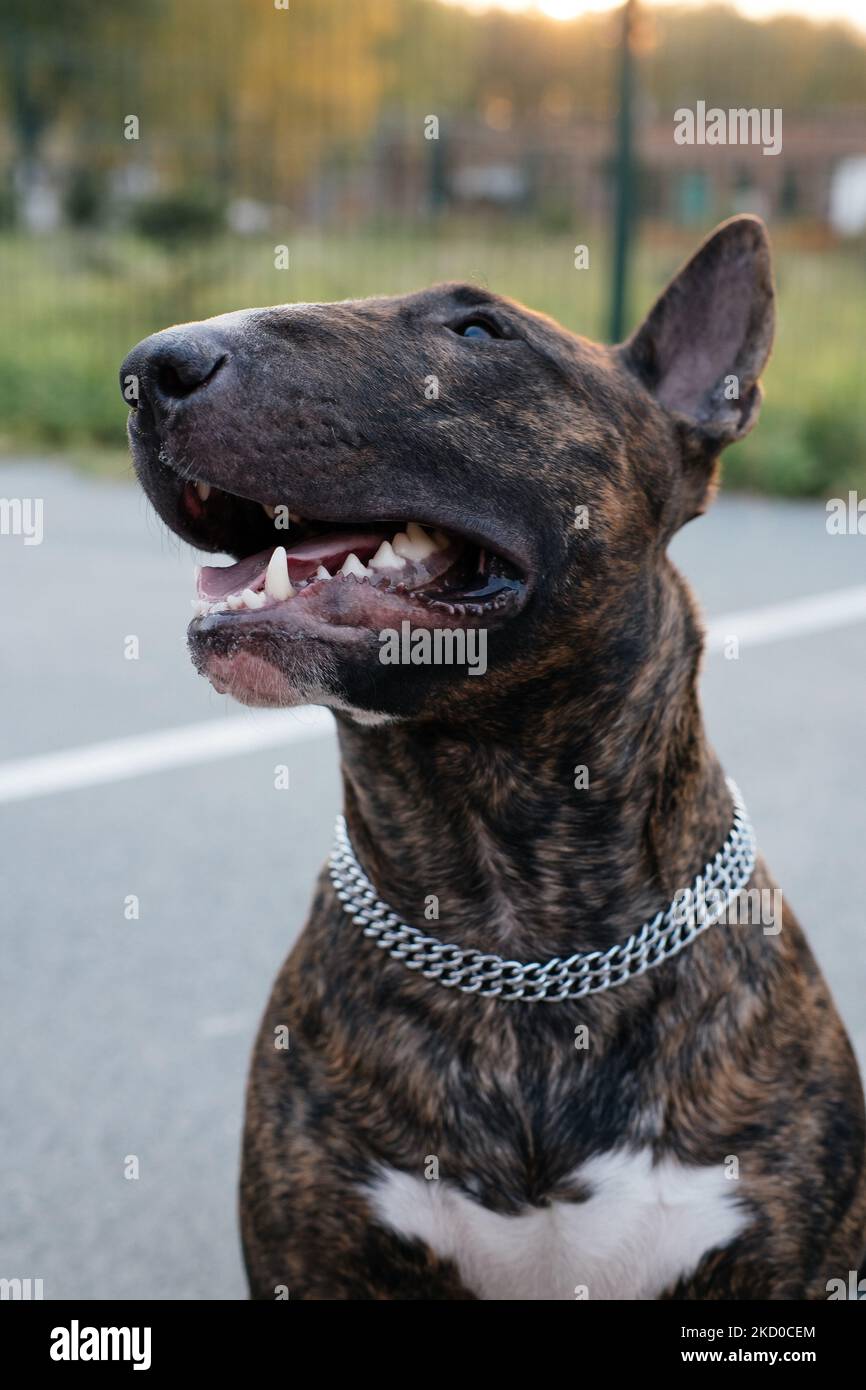 The portrait of the young beautiful bull terrier portrait in a brindle ...