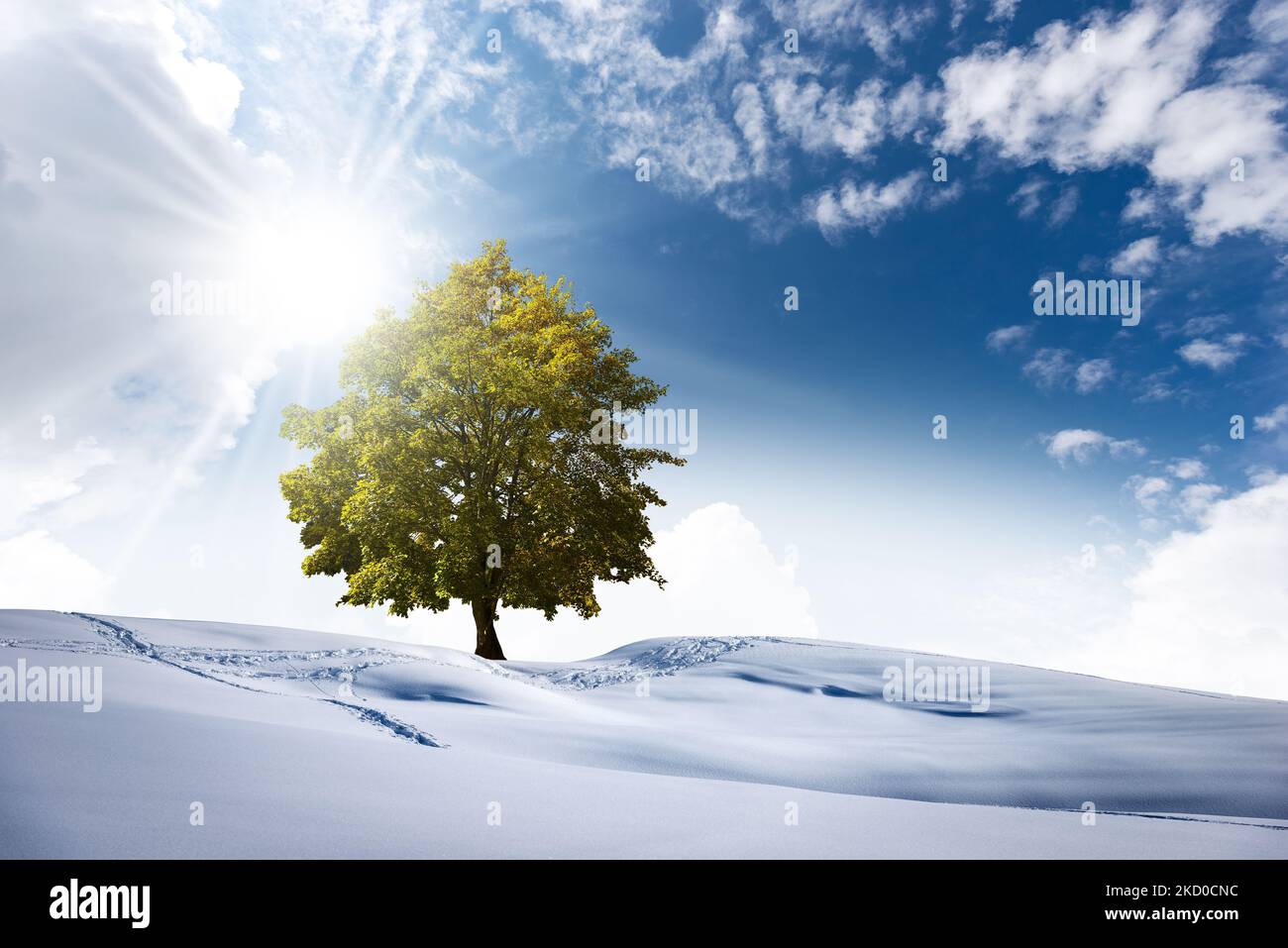 Winter landscape with powder snow and a green tree with lush leaves ...