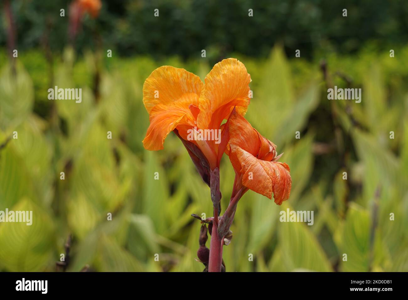 Canna indica (Canna indica, Indian shot, African arrowroot, edible ...