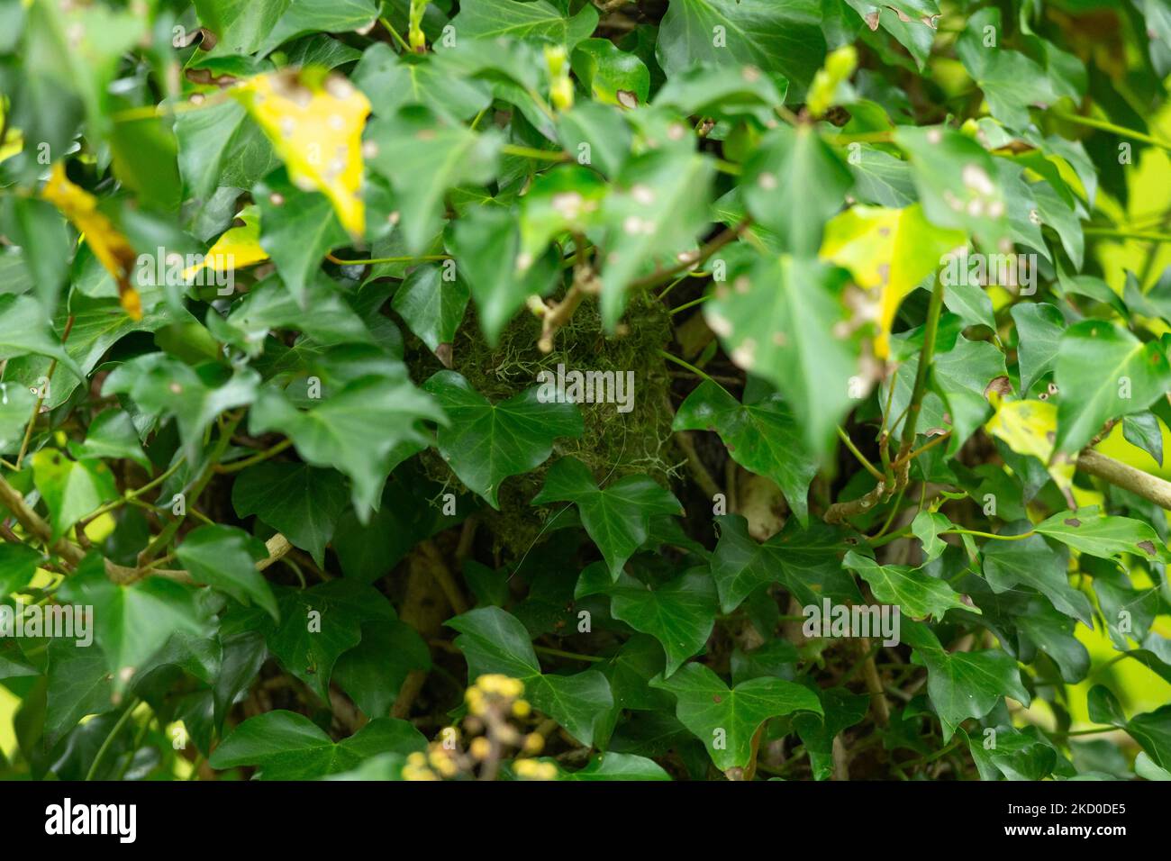 Firecrest Regulus ignicapillus, nesting in ivy, Forest of Dean ...