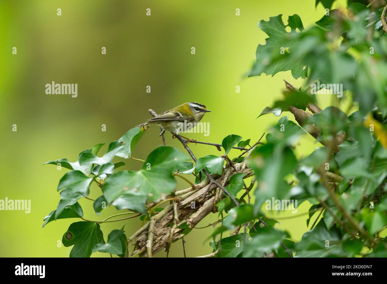 Firecrest Regulus ignicapillus, adult carrying nesting material, Forest ...