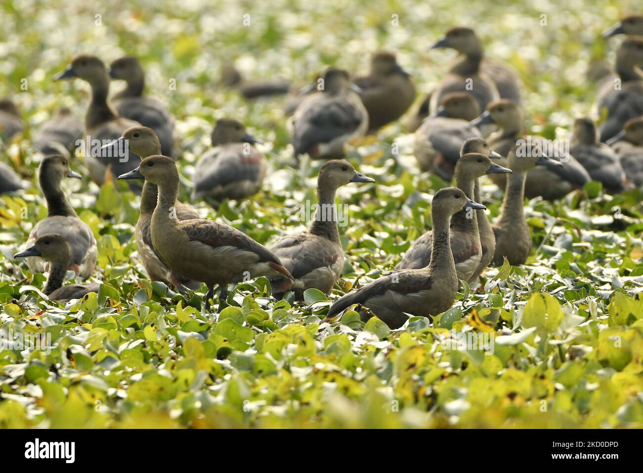 A flock of migratory lesser whistling ducks at pond in Morigaon ...
