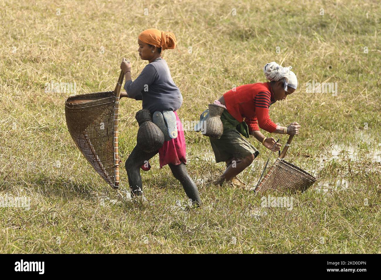 Women from the Tiwa tribe catch fish in a wetland at Dharamtul village ...