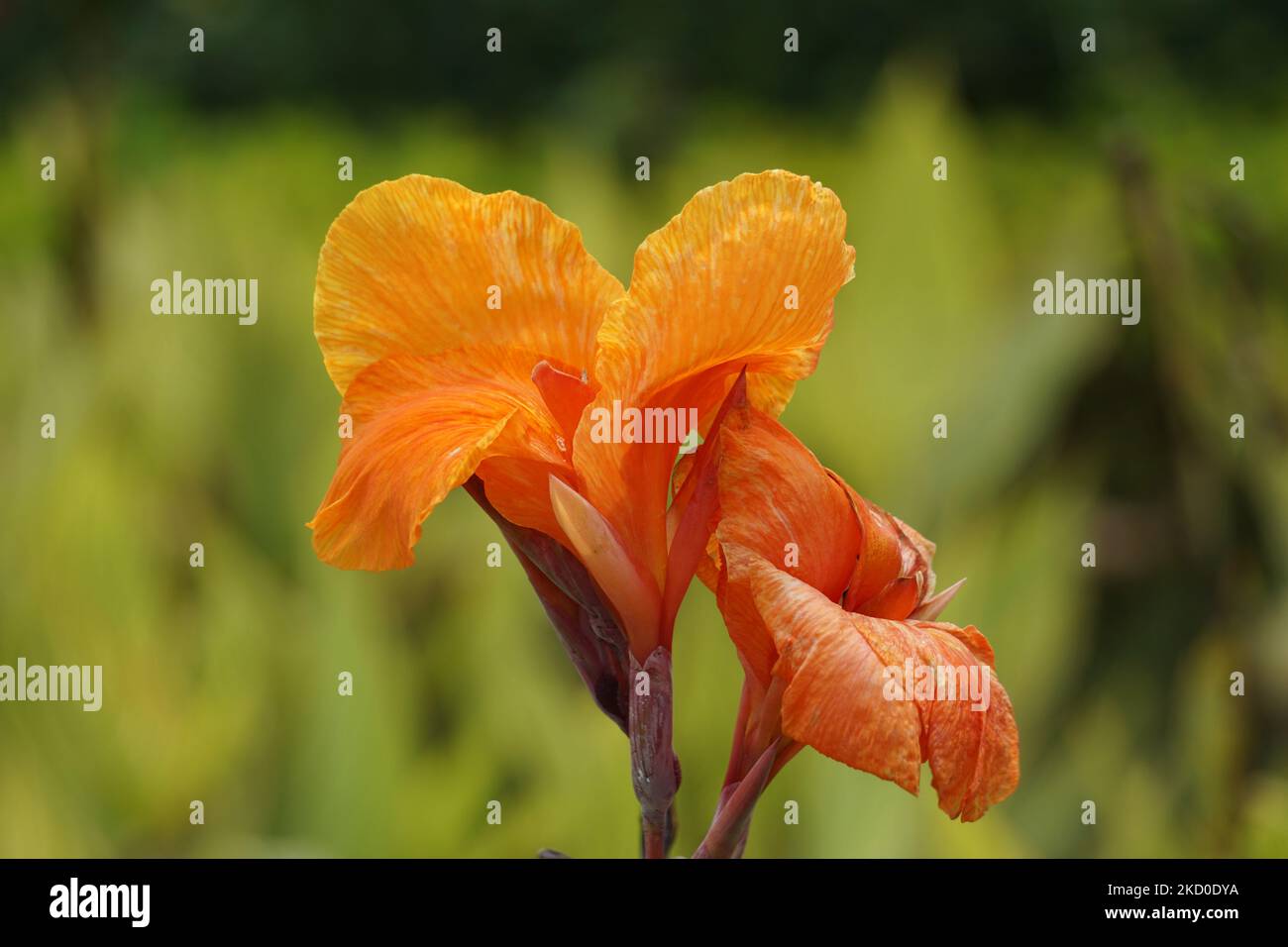 Canna indica (Canna indica, Indian shot, African arrowroot, edible ...