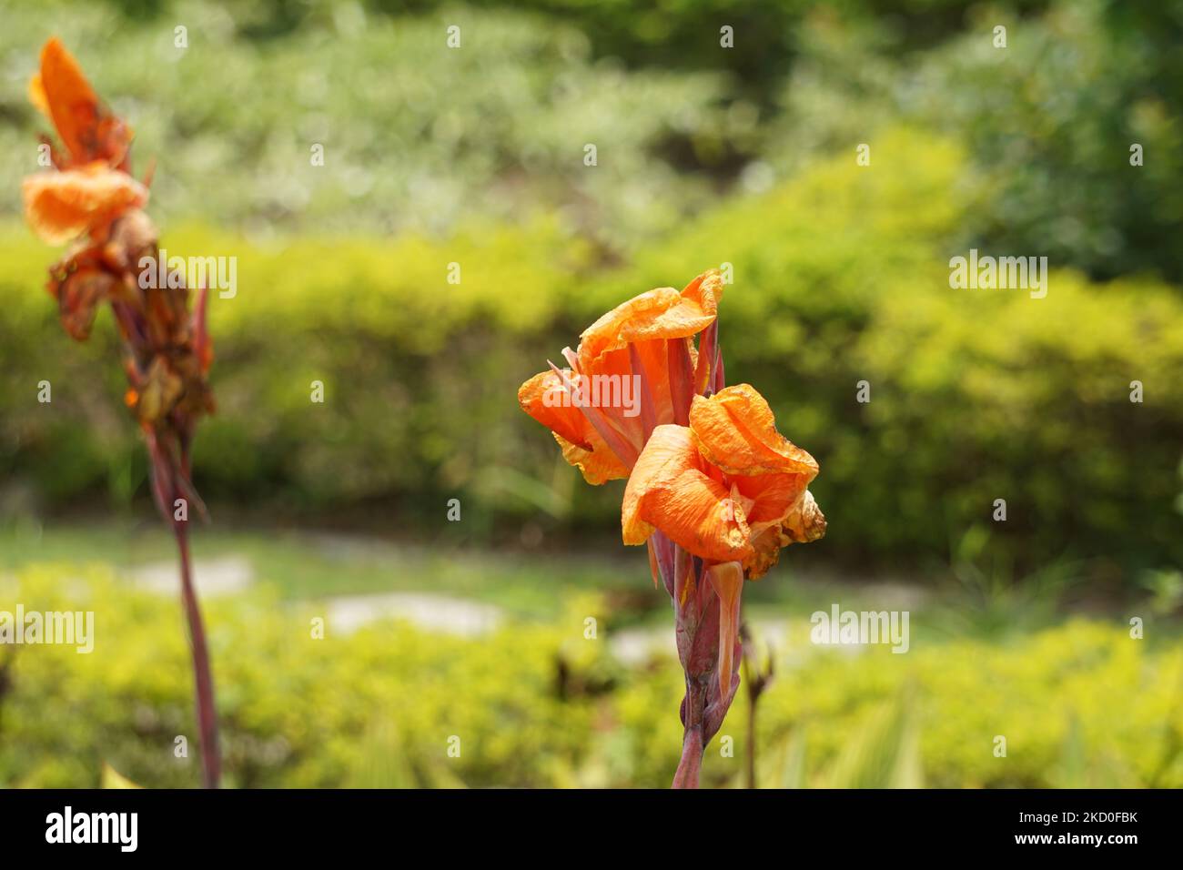 Canna indica (Canna indica, Indian shot, African arrowroot, edible ...