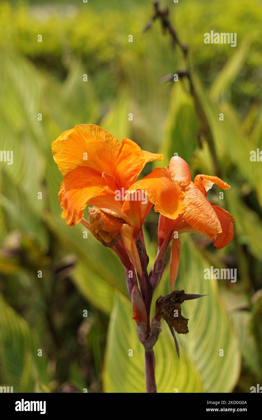 Canna indica (Canna indica, Indian shot, African arrowroot, edible ...