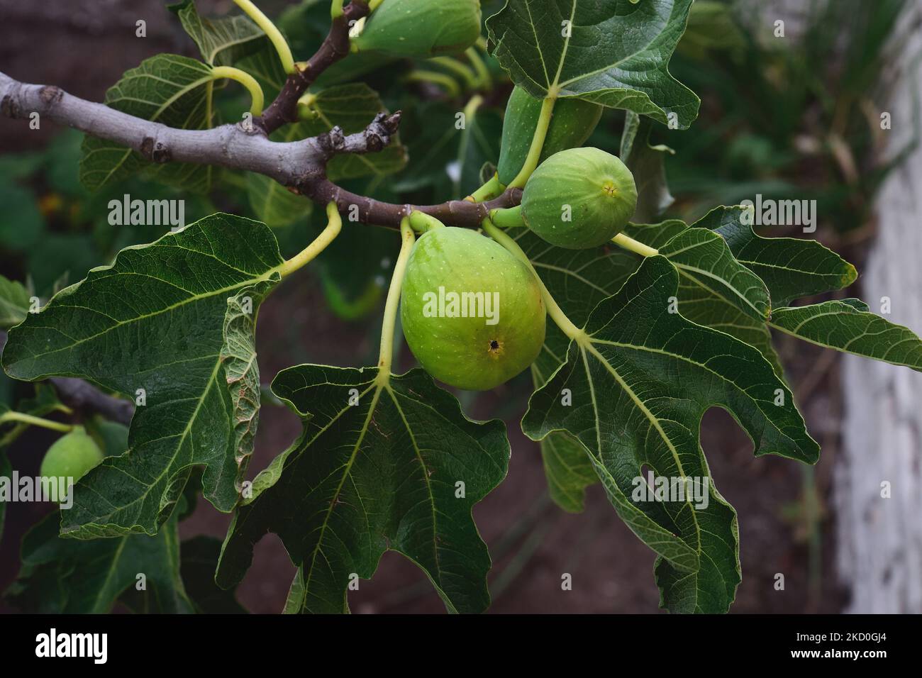 FIG PLANT WITH FRUITS.LA PAMPA Stock Photo - Alamy