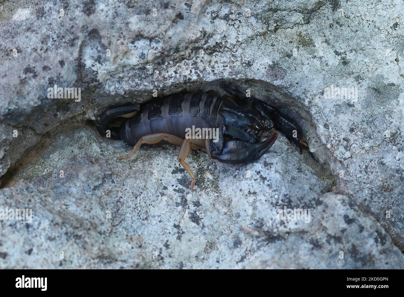 Natural close up of a European Yellow-tailed Scorpion, Euscorpius ...
