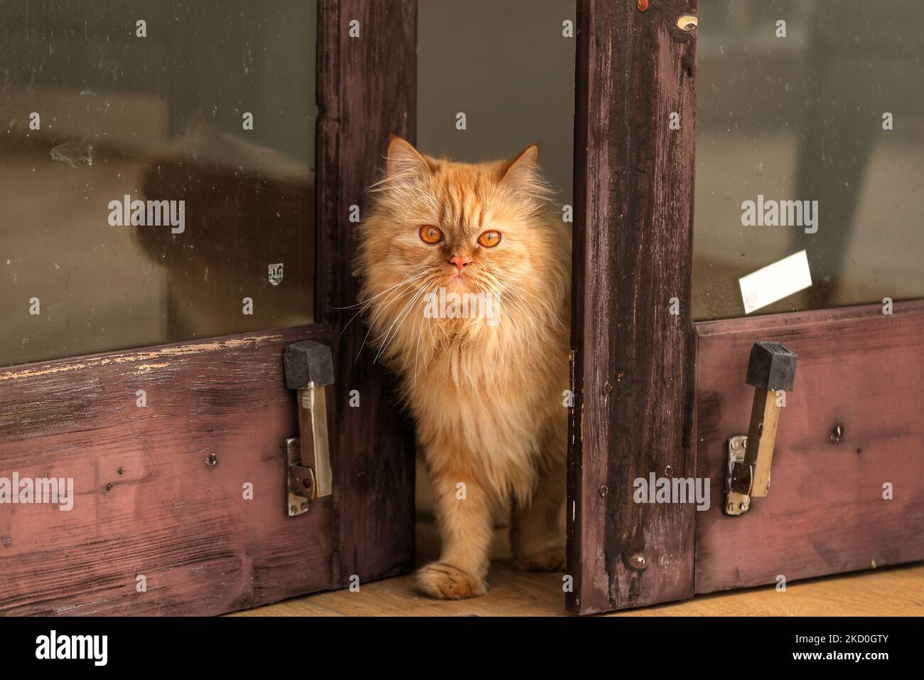 A Persian cat is seen near a Door inside a residential house in Jammu ...