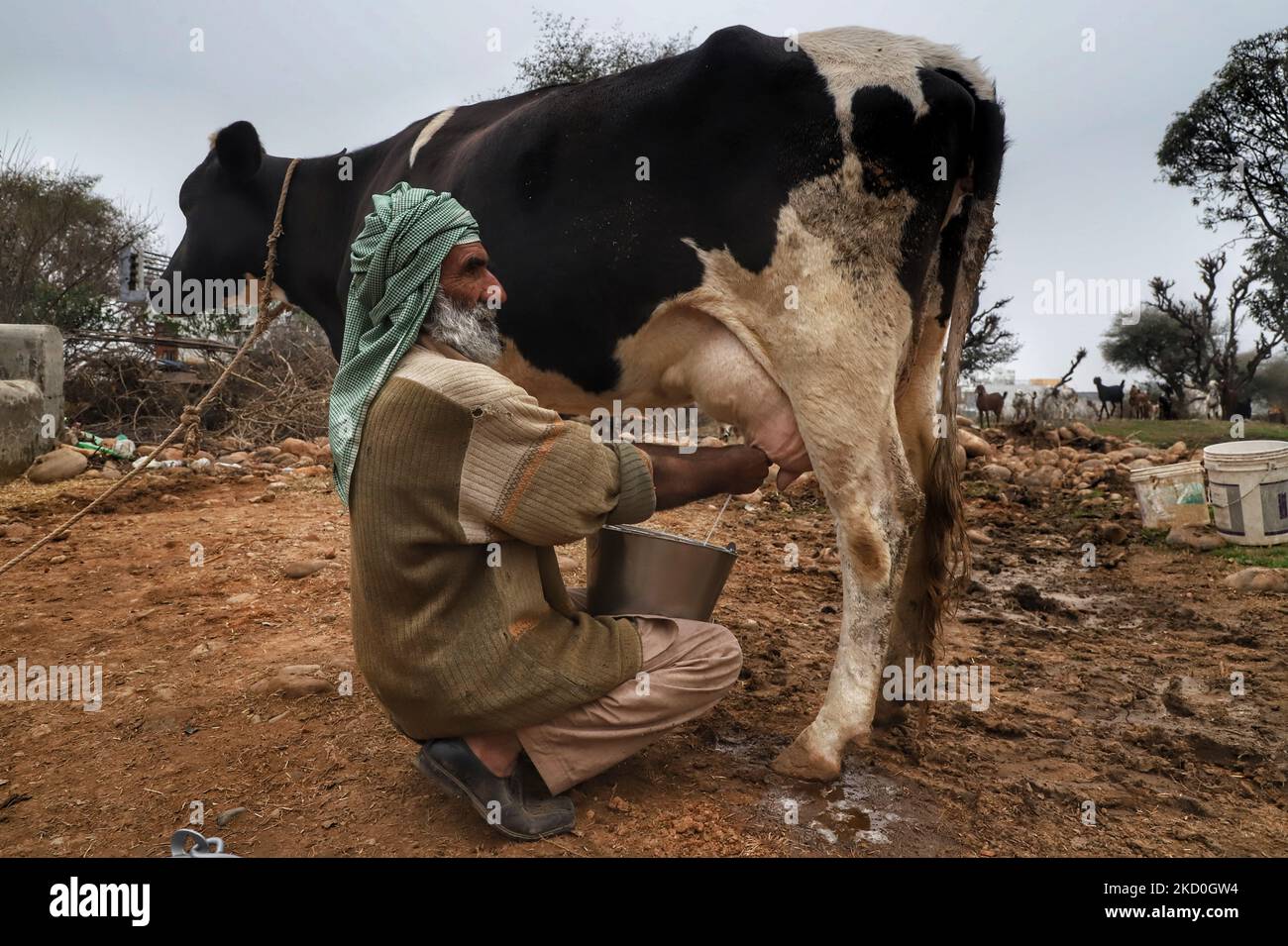 A Tribal man Milking his cow in Roop Nagar Jammu, Jammu and Kashmir ...
