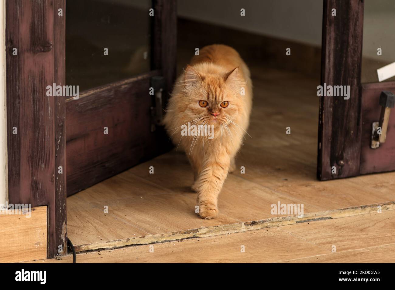 A Persian cat is seen near a Door inside a residential house in Jammu ...