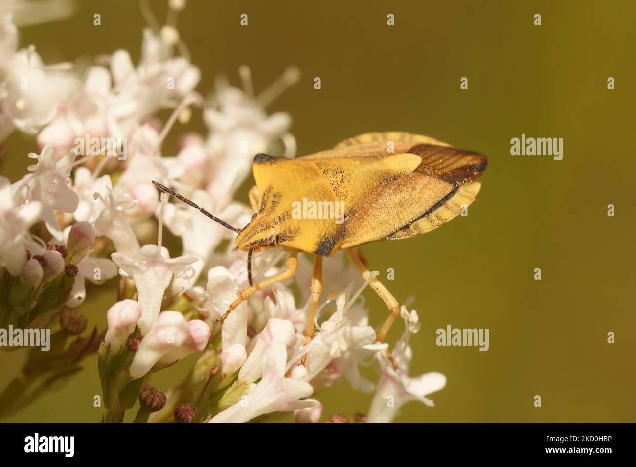 European stink bugs hi-res stock photography and images - Alamy