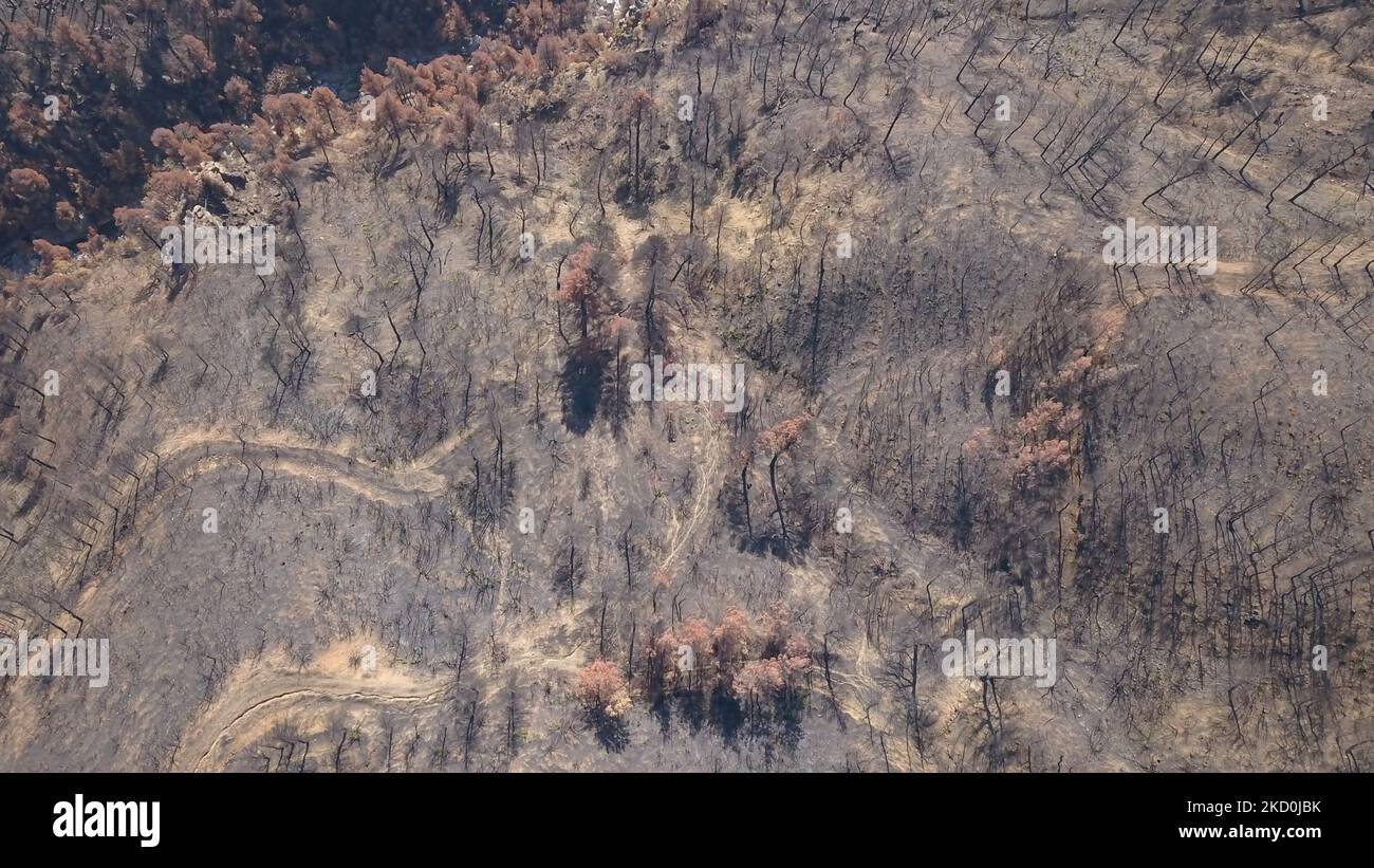 Top down images of the burnt forest in the mountain. Drone captures ...