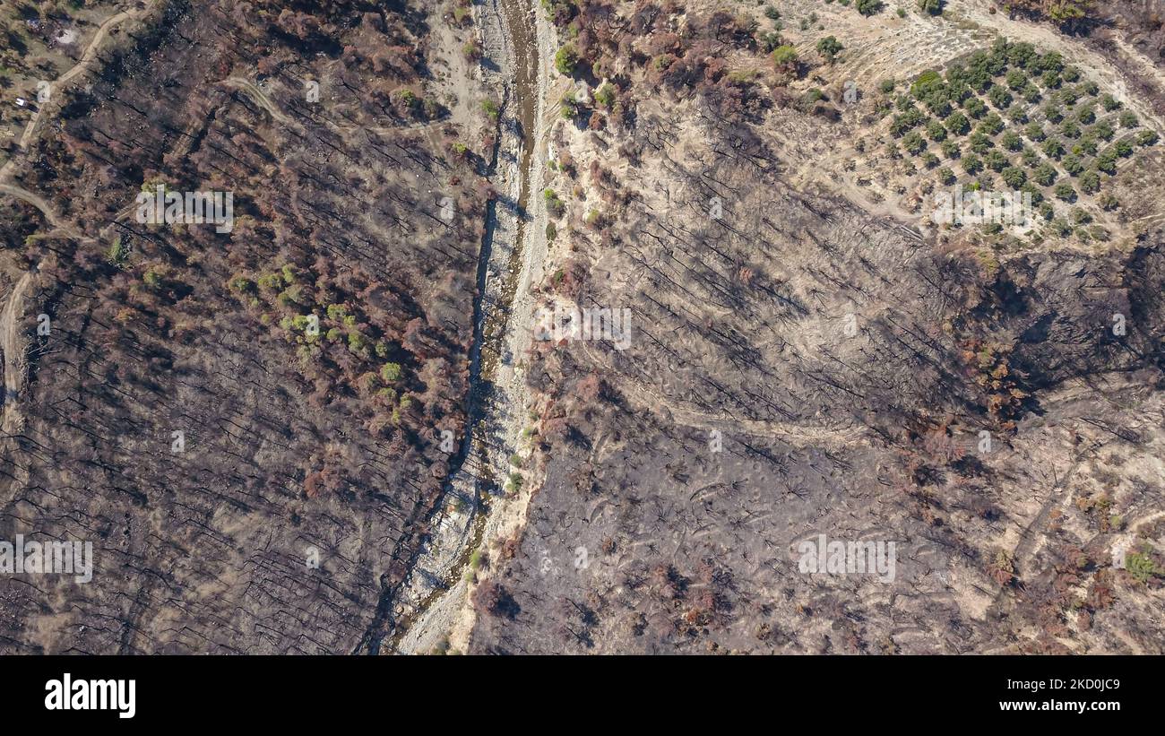 Top down images of the burnt forest in the mountain. Drone captures ...
