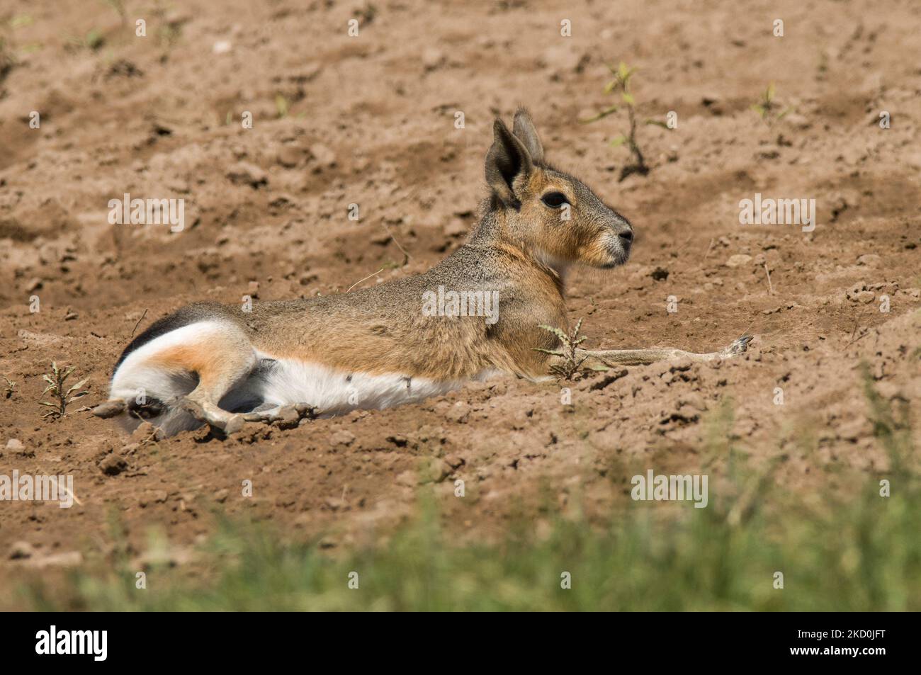 Patagonian cavi,Dolichotis patagonum, Peninsula Valdes, Unesco World ...