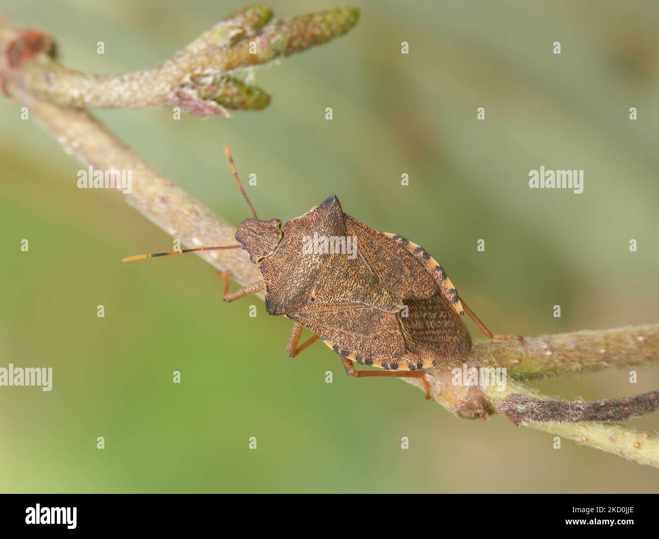 Detailed Closeup on the brown Dock leaf bug, Arma custos eating a ...