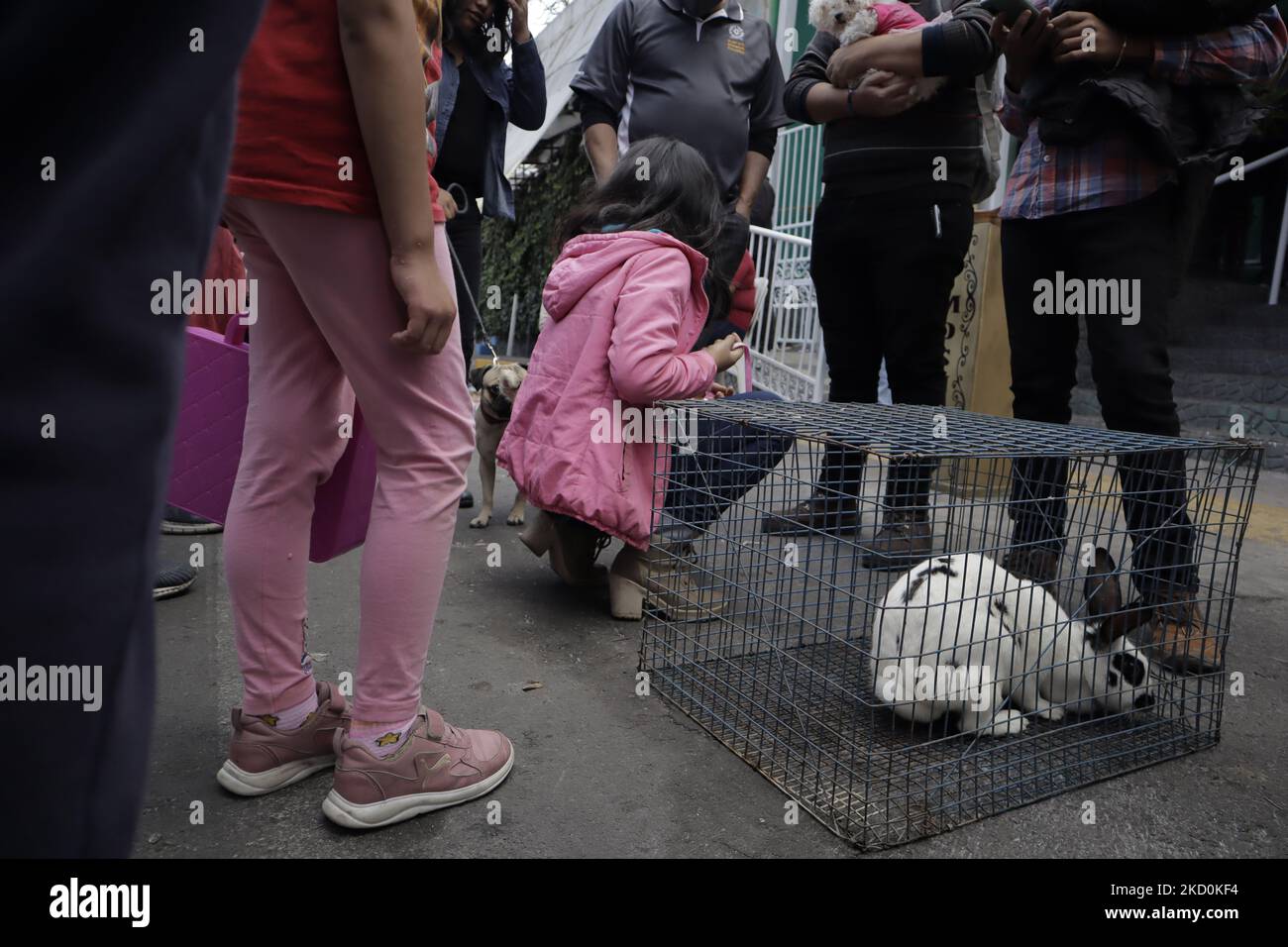 A girl guards a rabbit in a cage outside a church in Coyoacán, Mexico ...