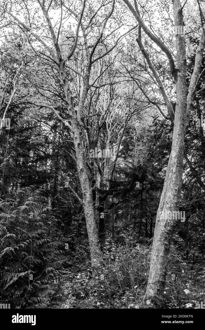 Trees in a forest at Lincoln Park in West Seattle, Washington Stock ...