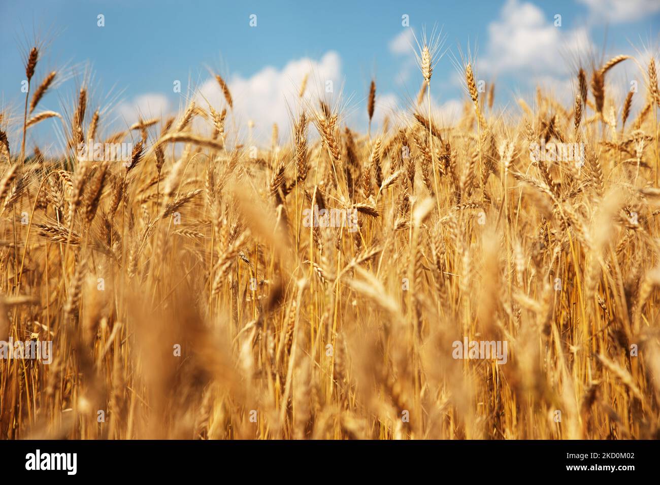 Wheat field, ears of golden wheat over beautiful sky Stock Photo - Alamy